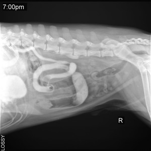 WYD Challenge Winner & Answer: Jan-Mar 2012 | Veterinary Imaging Center ...