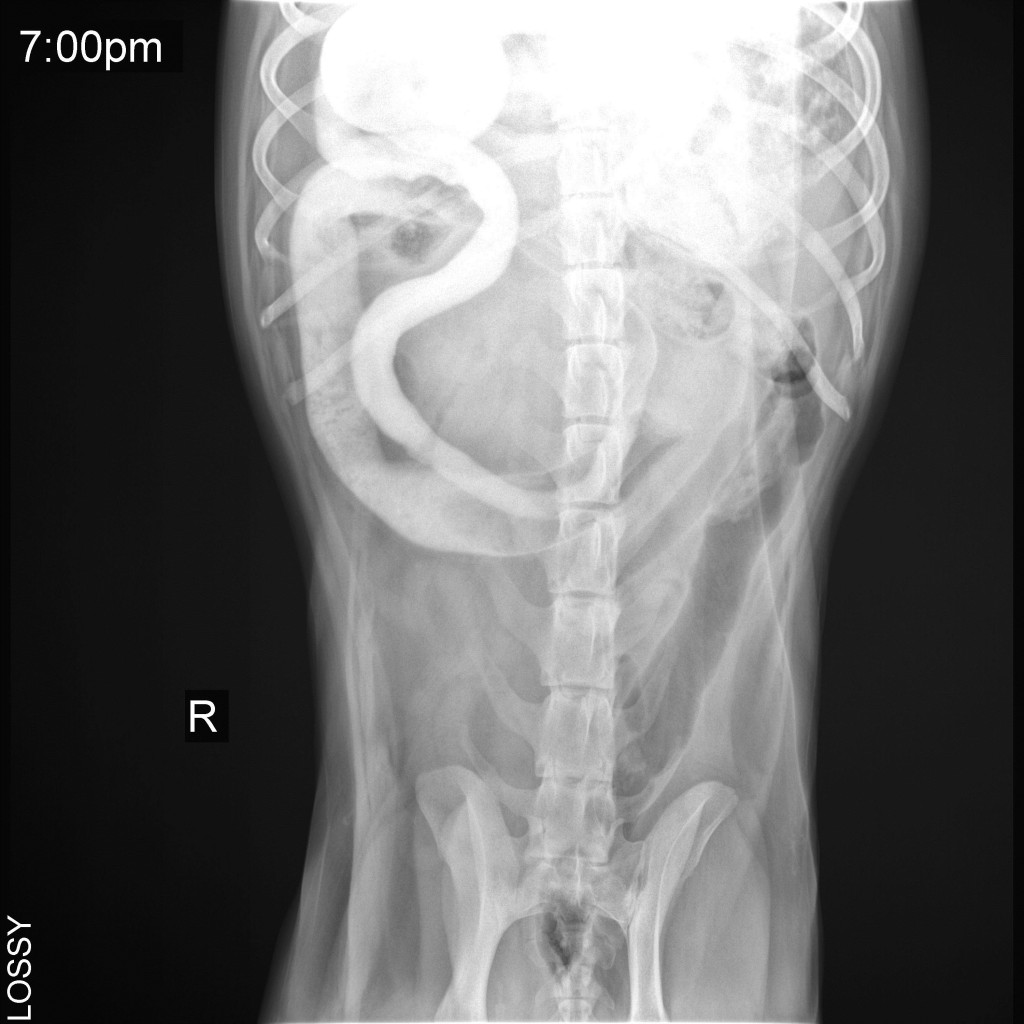 WYD Challenge Winner & Answer: Jan-Mar 2012 | Veterinary Imaging Center ...