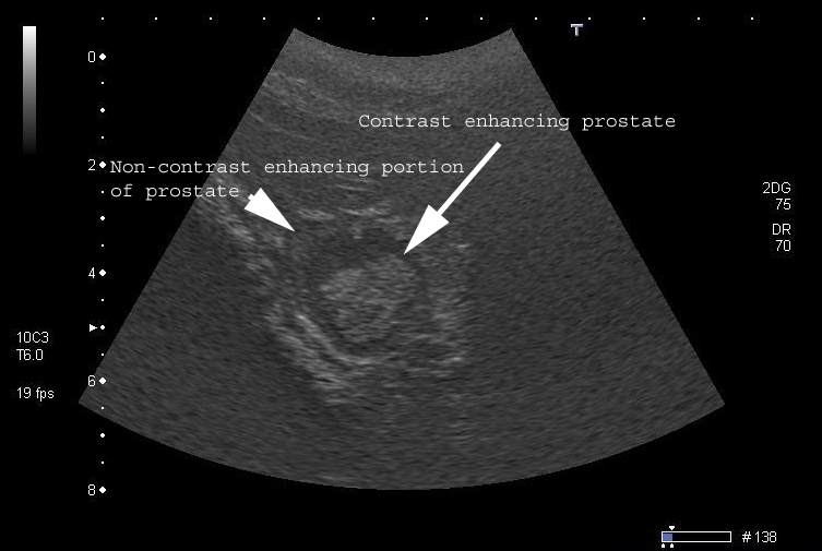 Prostate Study on a German Shepherd | Veterinary Imaging Center of San ...